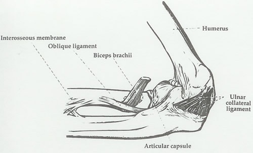 Golfers Elbow. What is it and how to treat - The Orthobiologic Clinic