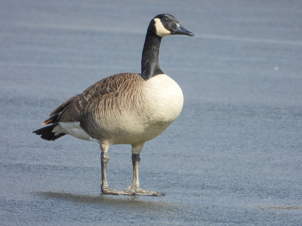 Why Do Dogs Chase Geese? | Goose Masters Blog